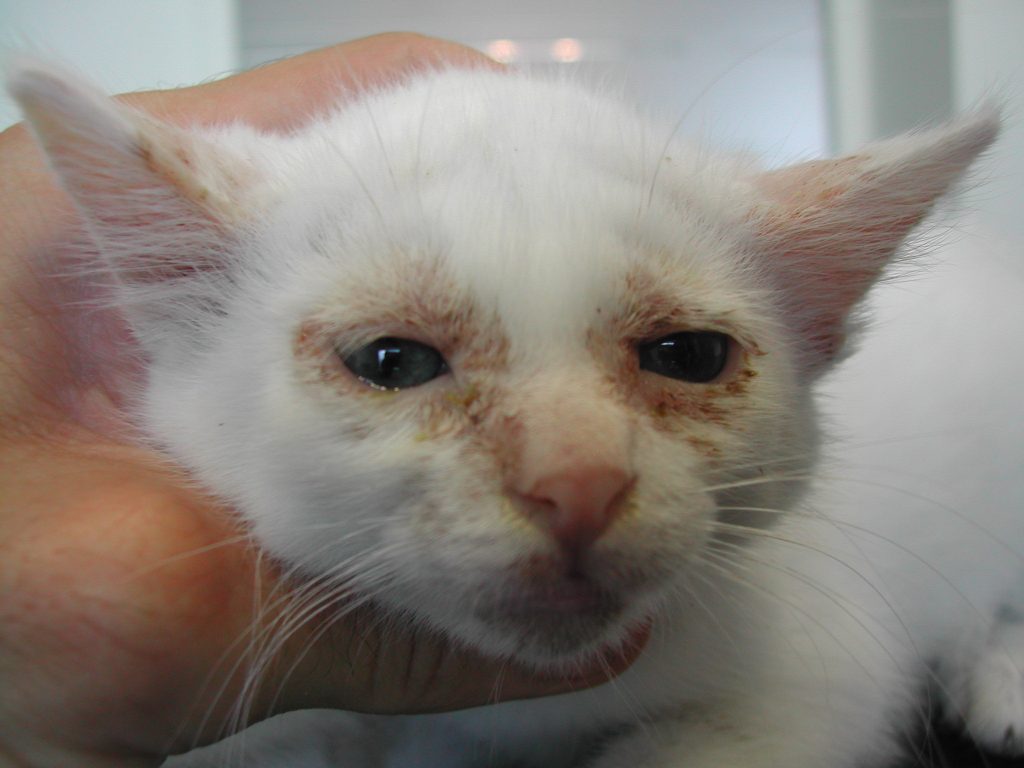 Mycose ou "teigne" chez un chaton - Vetovie