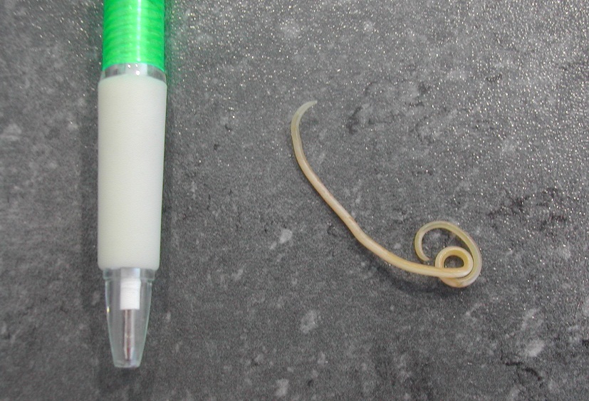 Les parasites internes du chien, pourquoi vermifuger ? | Cliniques ...