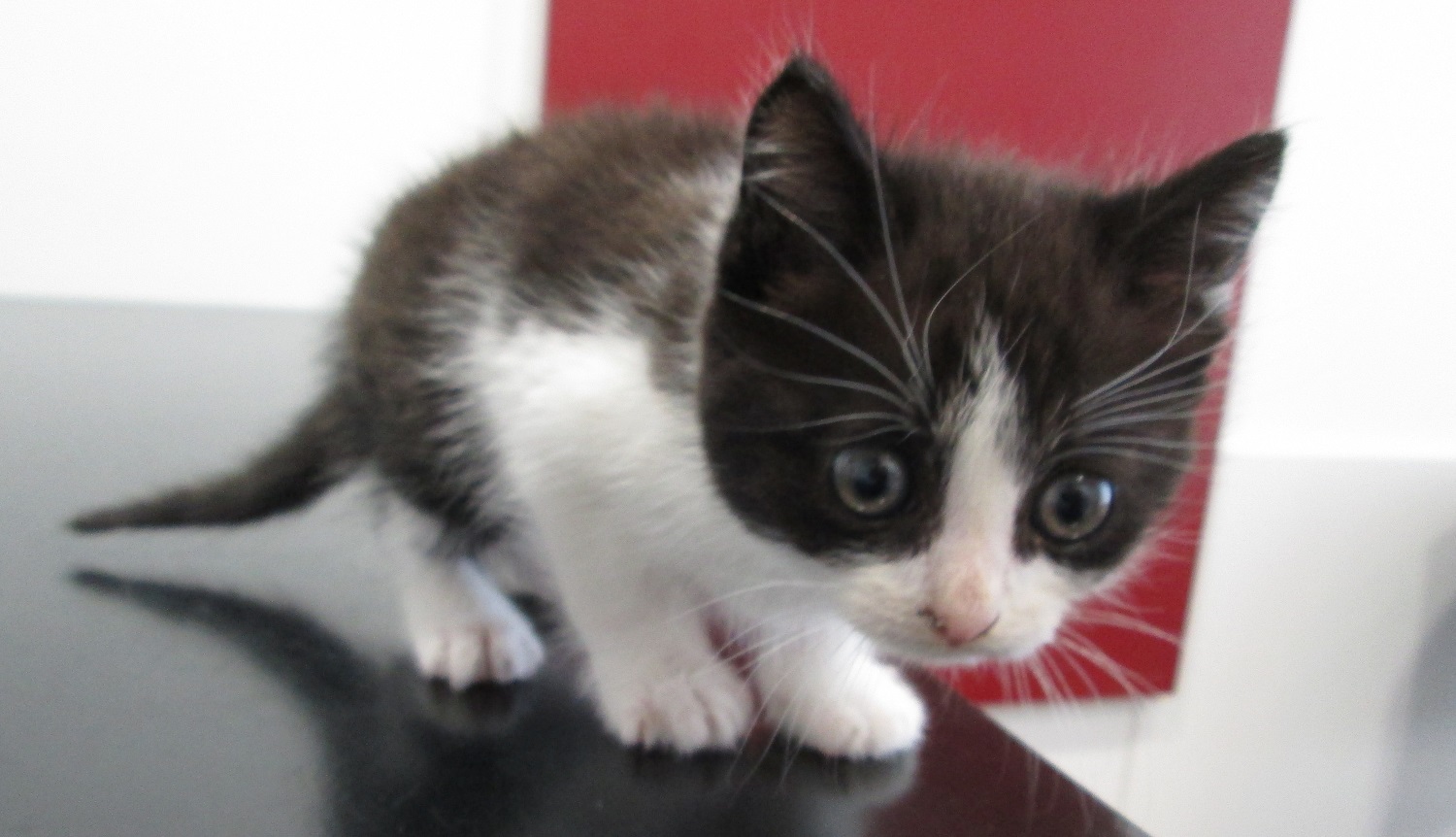 Comment savoir si mon chat a des vers ?? - Vetovie