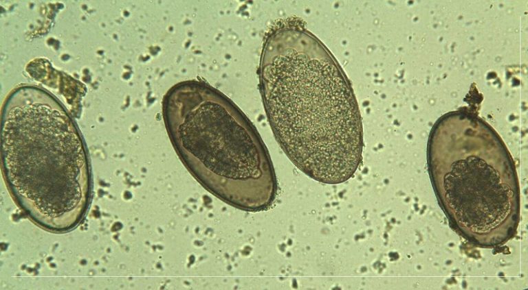 Les parasites chez la Poule de compagnie - Vetovie