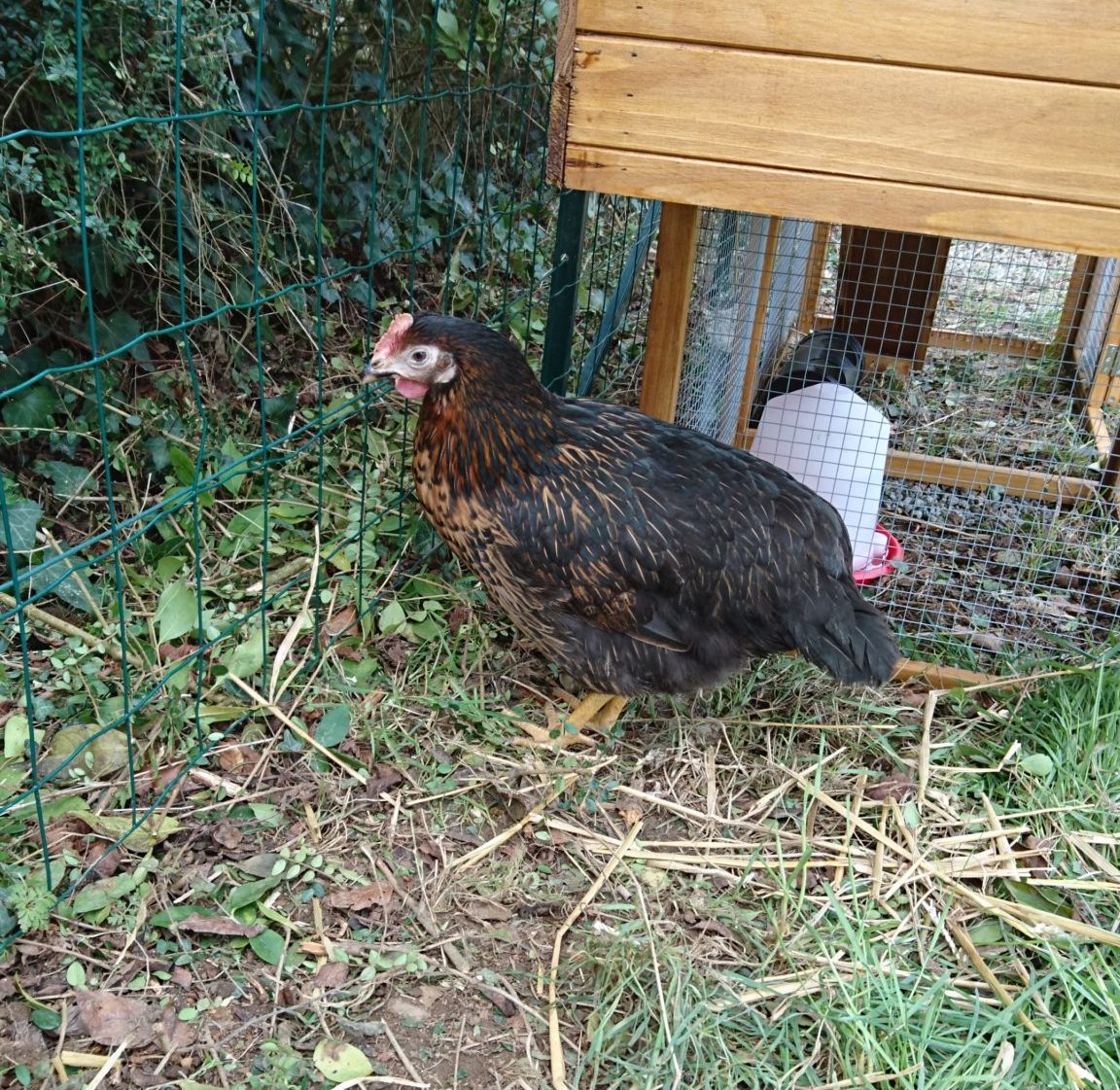 La poule de compagnie, c'est tendance et écologique ? - Vetovie